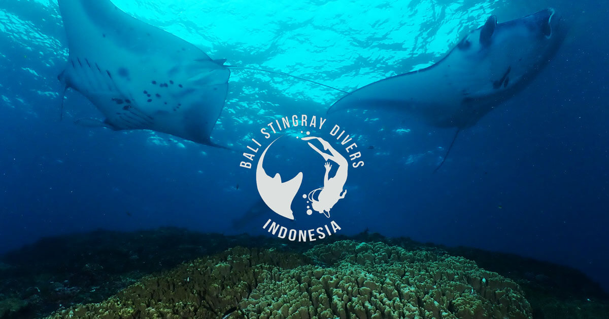 Bali Stingray Divers